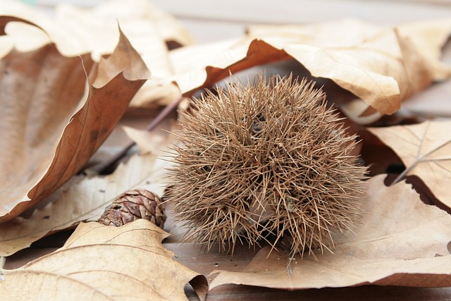 20+ Free Kasztan Bur & Nature Photos - Pixabay