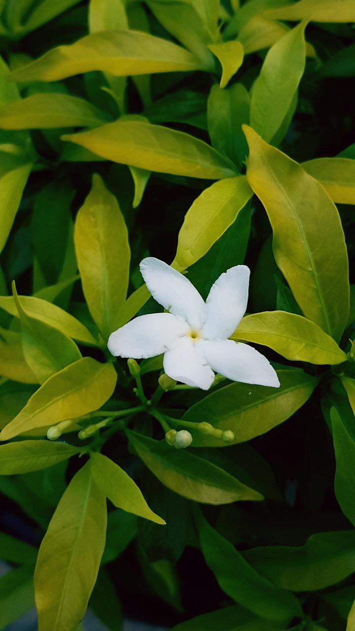 Jasmin Indonesisch - Kostenloses Foto auf Pixabay