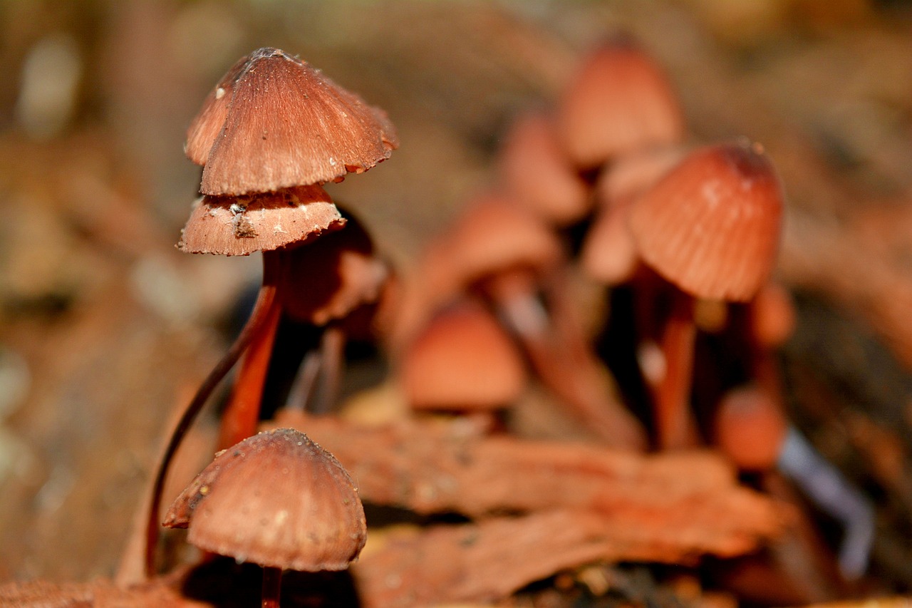 Cogumelos Natureza Outono - Foto gratuita no Pixabay - Pixabay