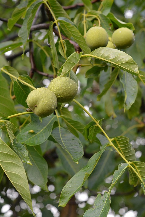 Nut Walnut Italian Nuts - Free photo on Pixabay - Pixabay