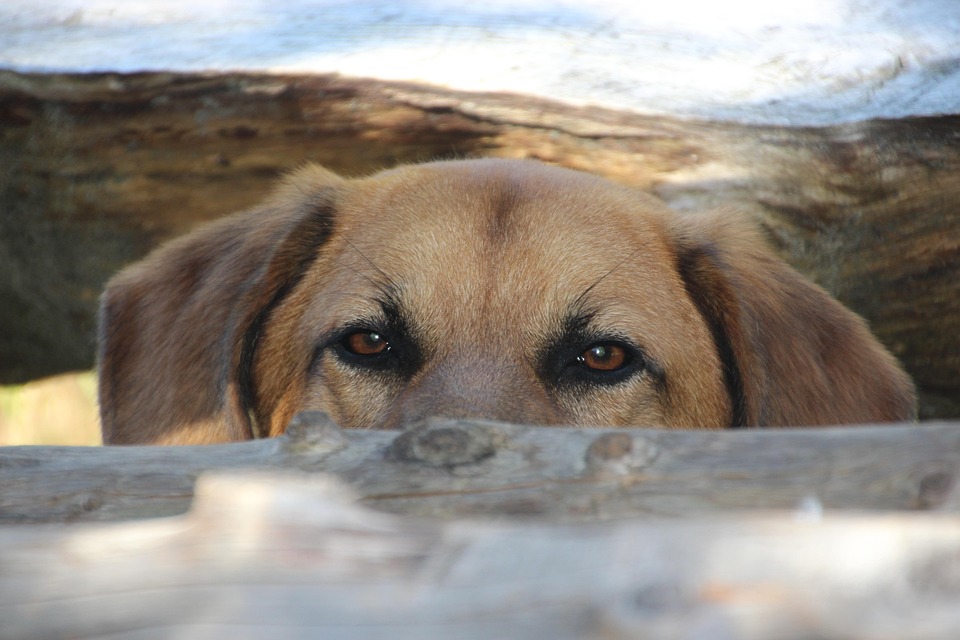 Hond Hoofd Weergave - Gratis foto op Pixabay - Pixabay