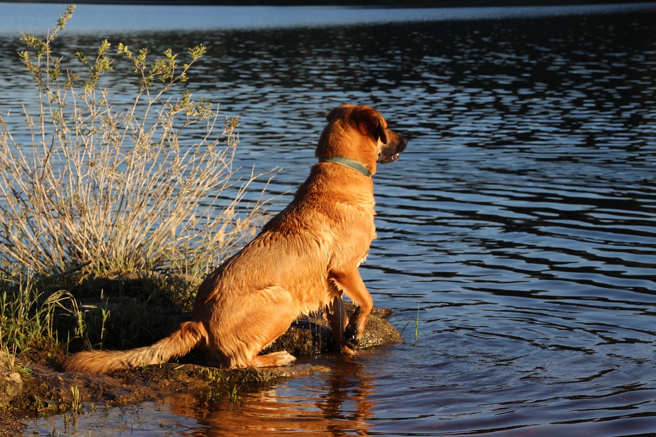 Anjing Air - Foto gratis di Pixabay - Pixabay