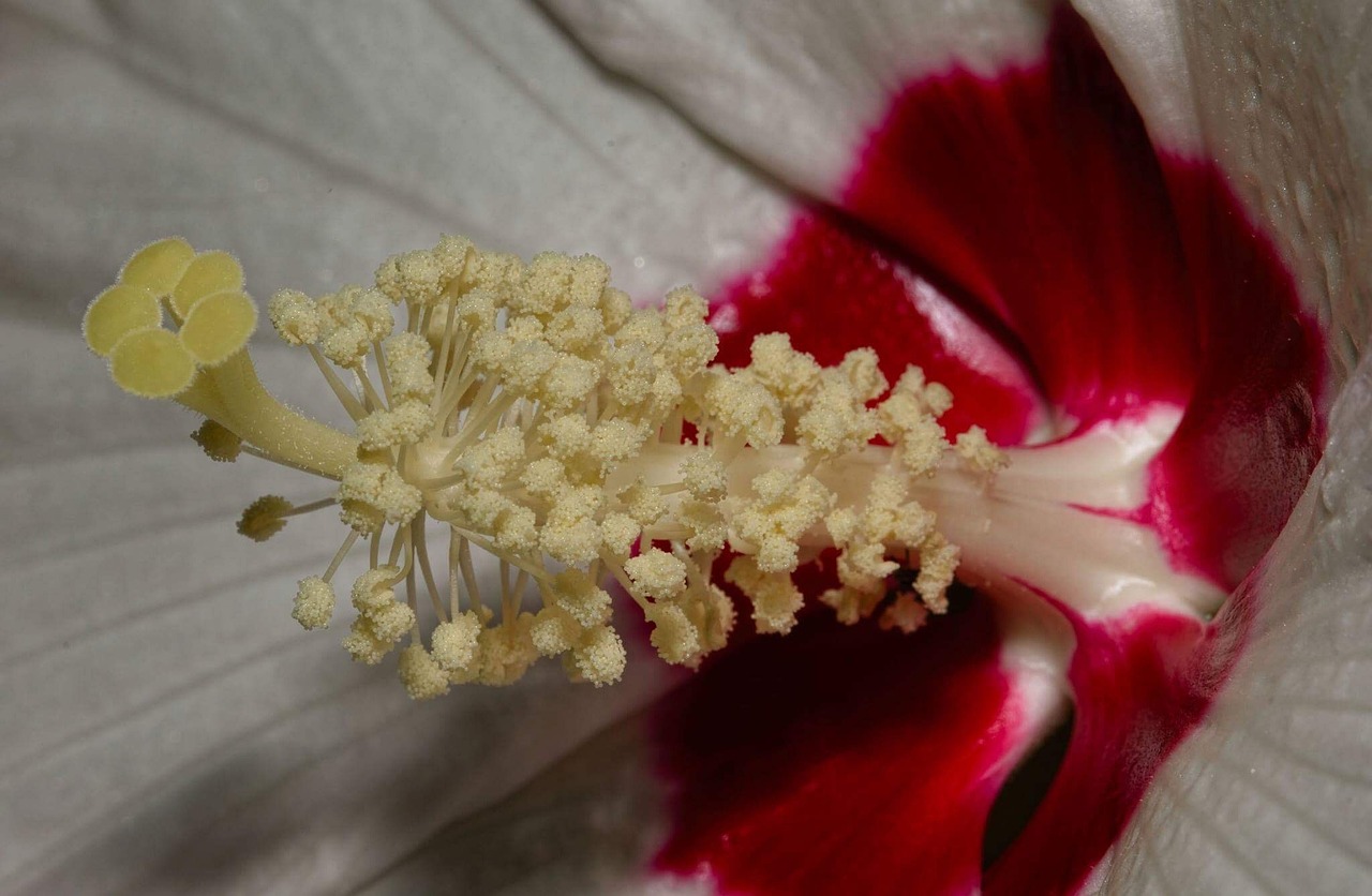 Flower Postulate Free Photo On Pixabay Pixabay