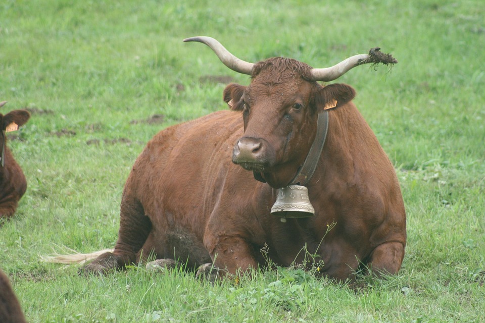 Vache Nature Campagne - Photo gratuite sur Pixabay
