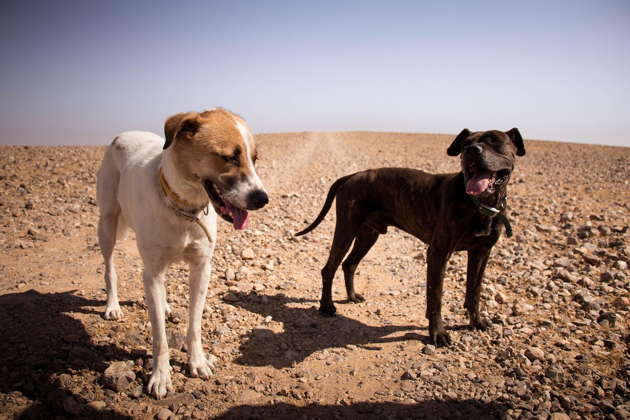 Dogging it in the desert - Game #22 2pm MT - Roughing After The Whistle