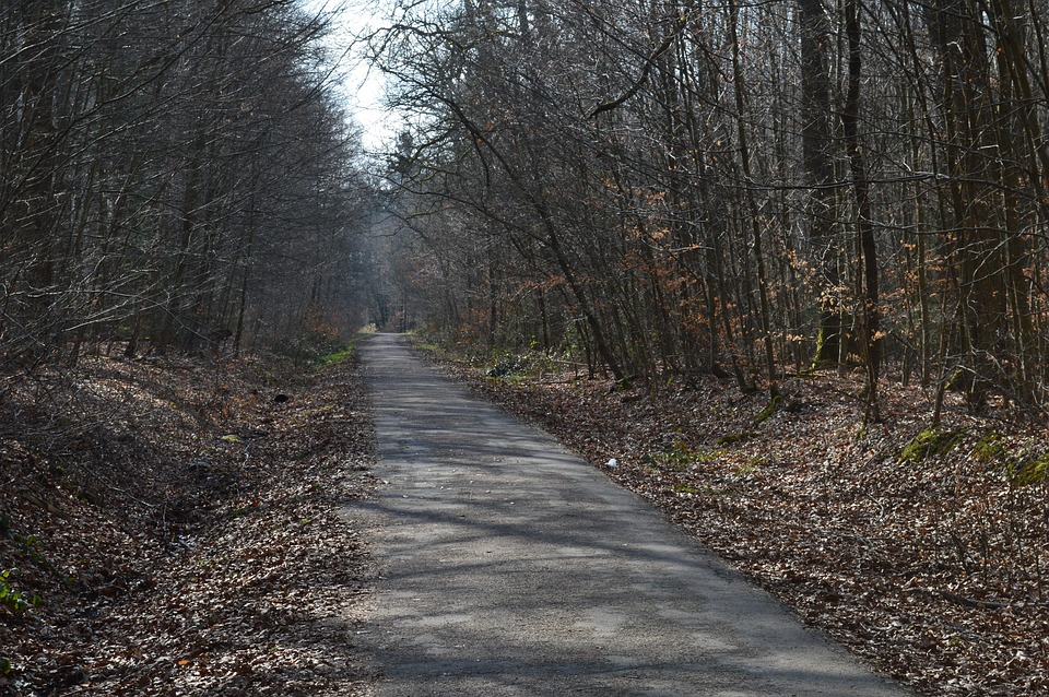Waldweg Landschaft Waldwanderweg · Kostenloses Foto auf Pixabay