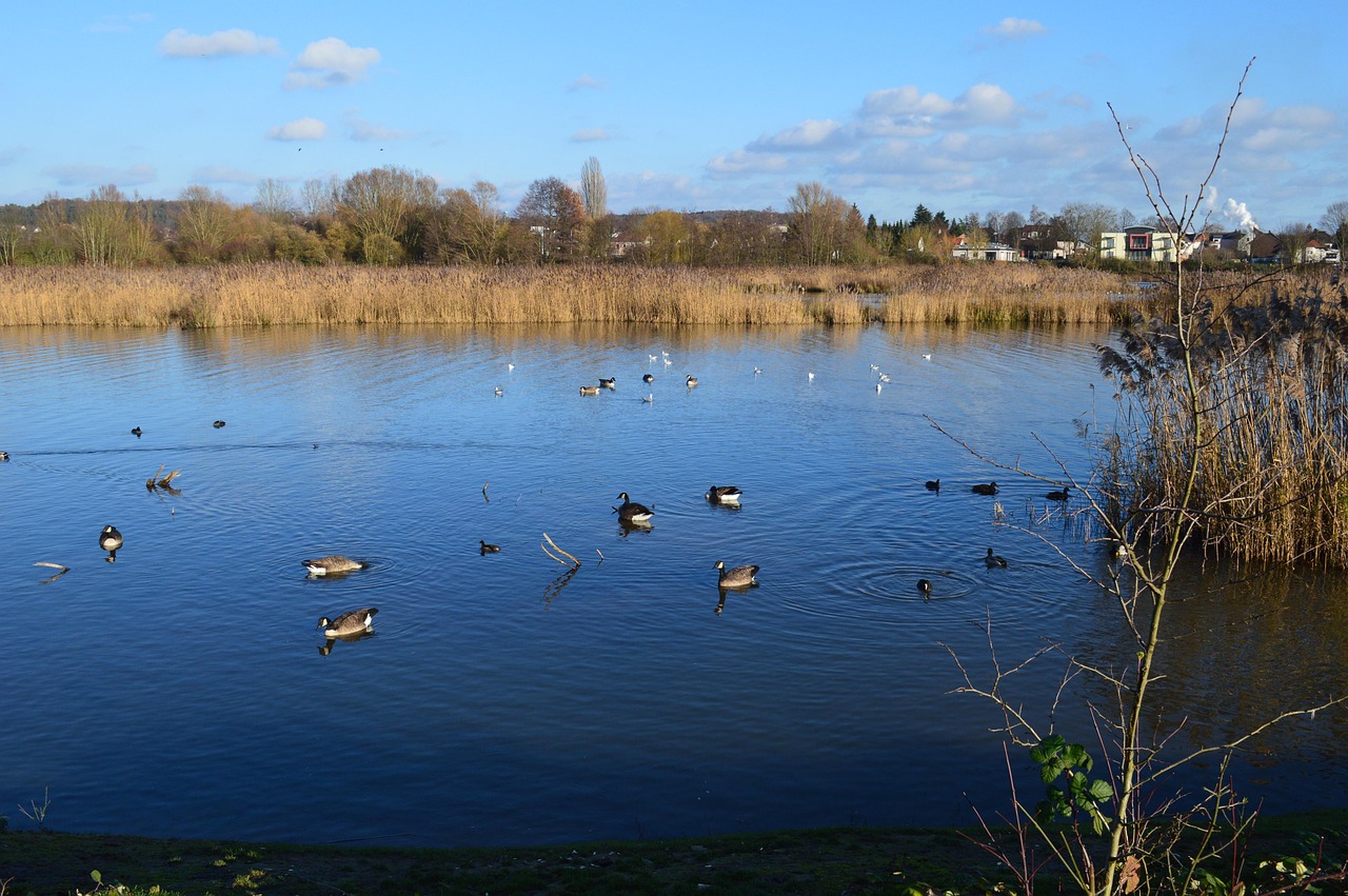 Landscape Lake Ducks Water - Free photo on Pixabay - Pixabay