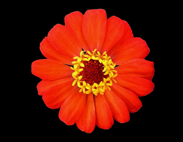 Red And Yellow Flower Garden Black - Foto gratis en Pixabay - Pixabay