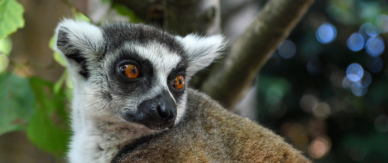 Lemur Maki Catta Look - Free photo on Pixabay - Pixabay