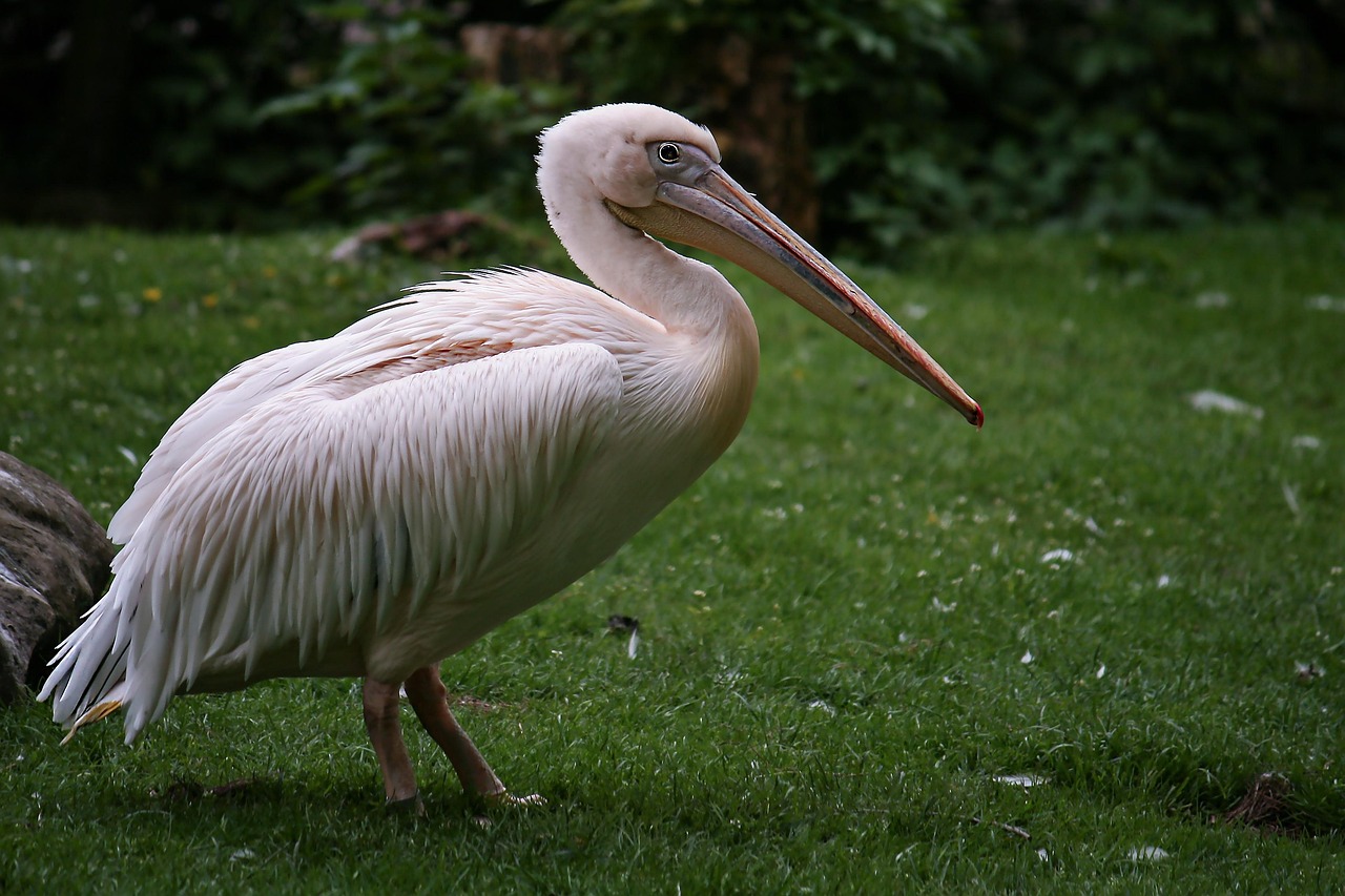 Pelican Bird Pink - Free photo on Pixabay