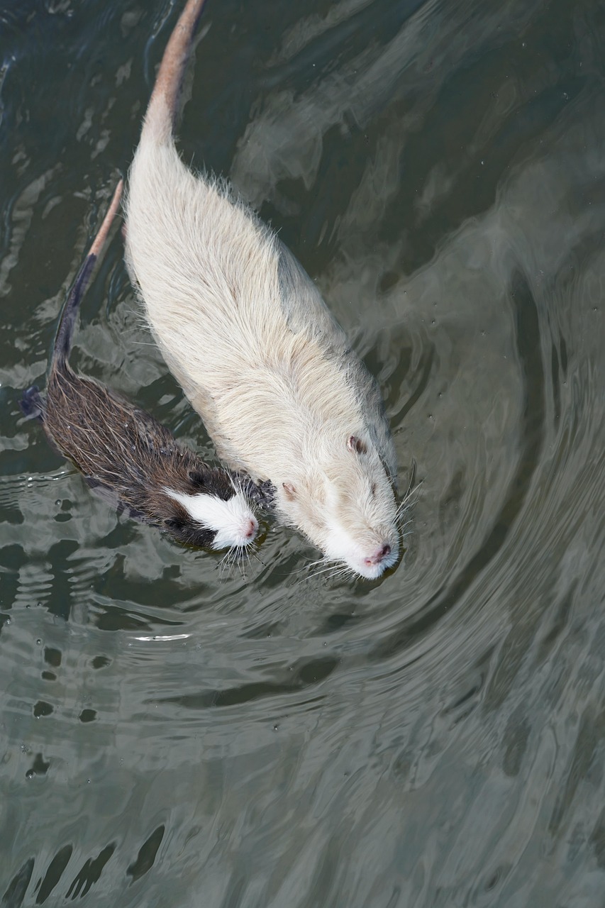 Swamp Fever Rodent Mammal - Free photo on Pixabay - Pixabay