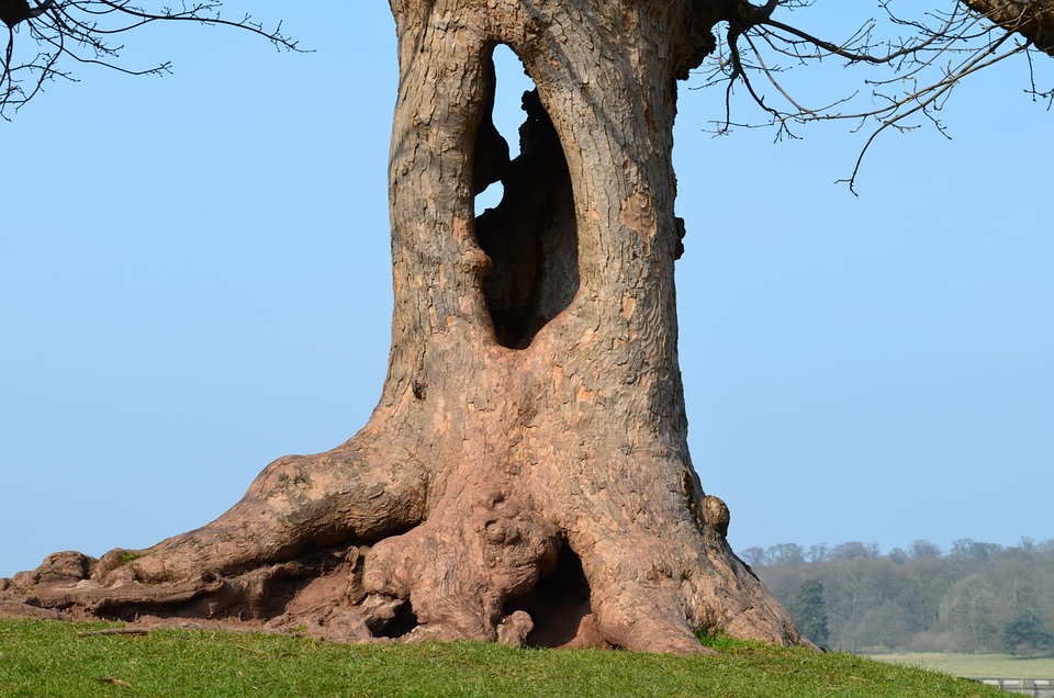 Kedleston Hall Árbol Hueco - Foto gratis en Pixabay