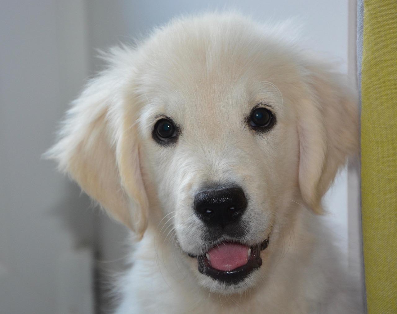 Welpen Hund Golden Retriever - Kostenloses Foto auf Pixabay - Pixabay
