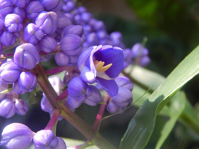Perla De Oriente Flores Azules - Foto gratis en Pixabay - Pixabay