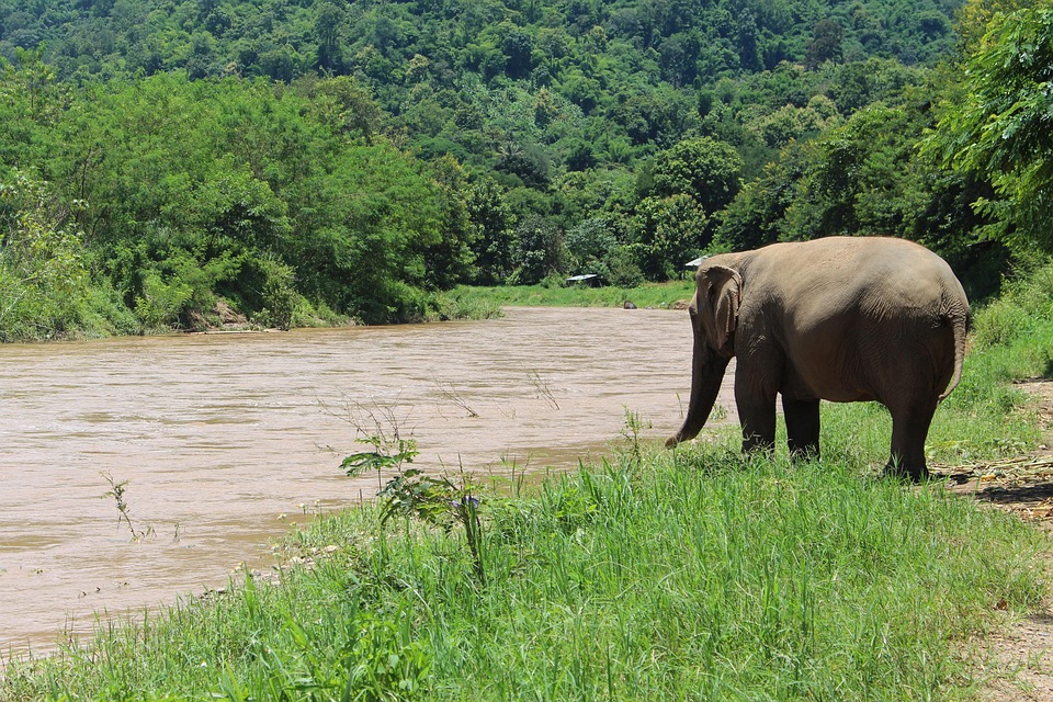 Elephant Water Trunk - Free photo on Pixabay
