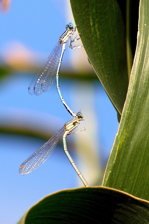 Demoiselles Libellules - Photo gratuite sur Pixabay - Pixabay