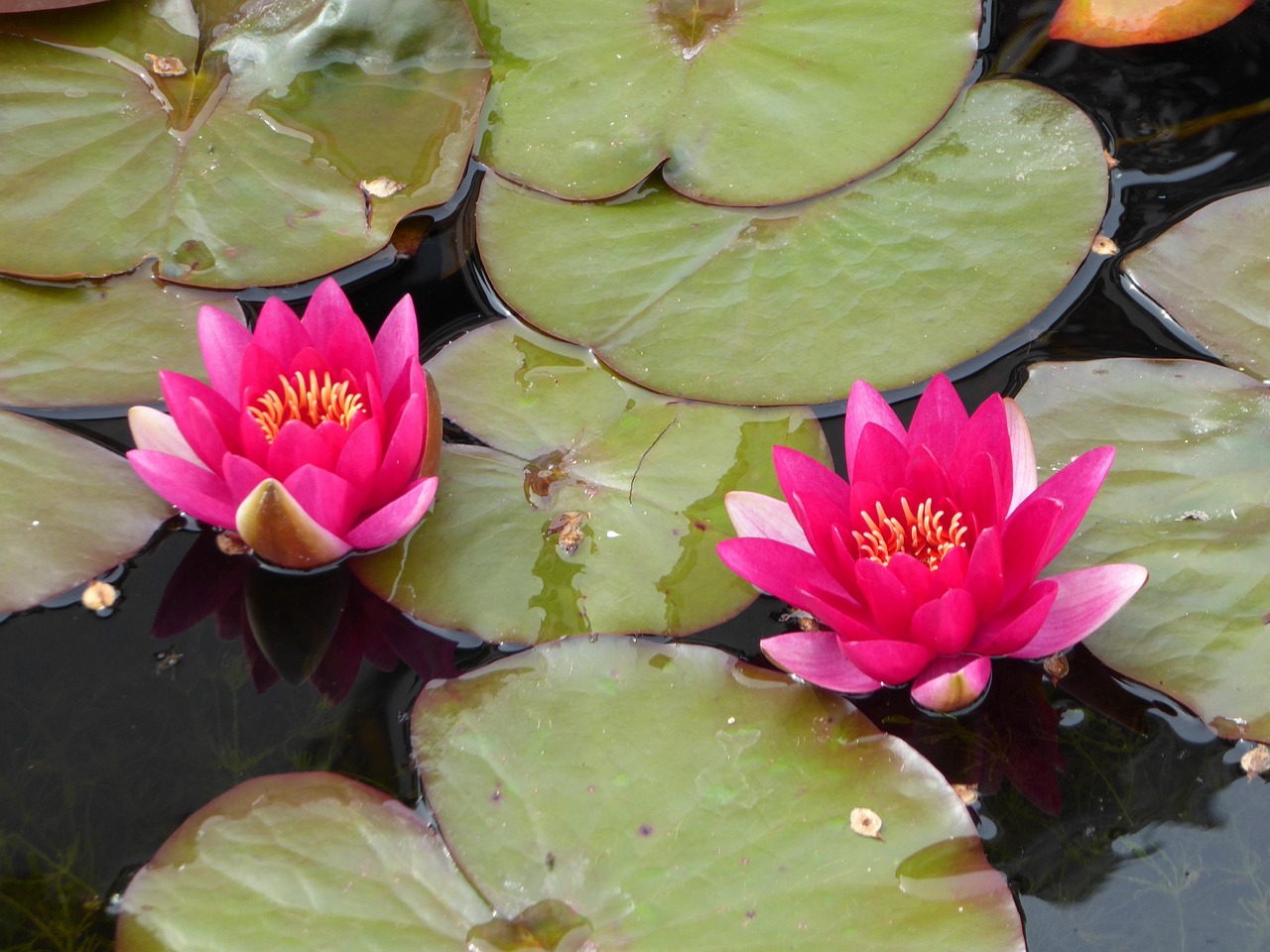 Nenúfar Plantar Planta Aquática - Foto gratuita no Pixabay - Pixabay