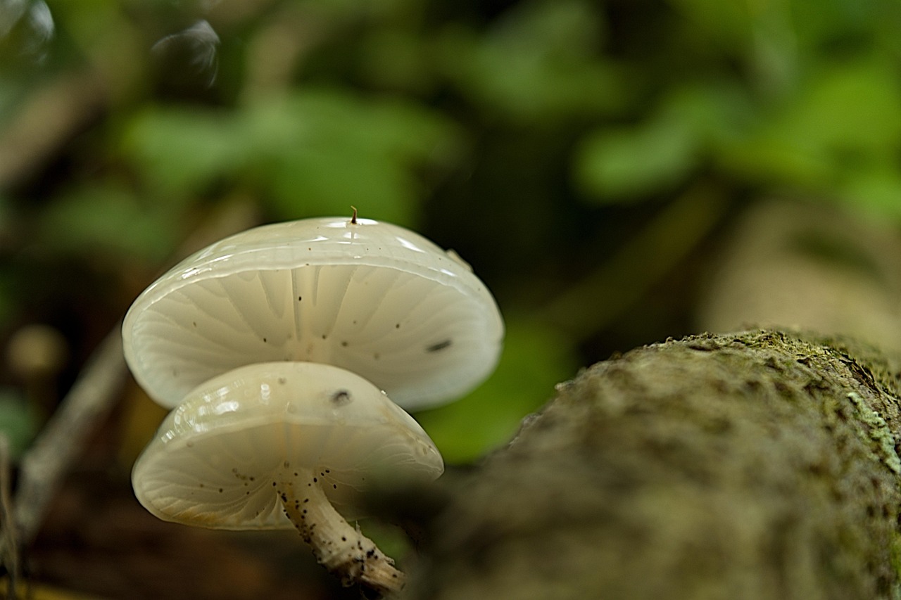 Champiñón Boleto Champiñones - Foto gratis en Pixabay - Pixabay