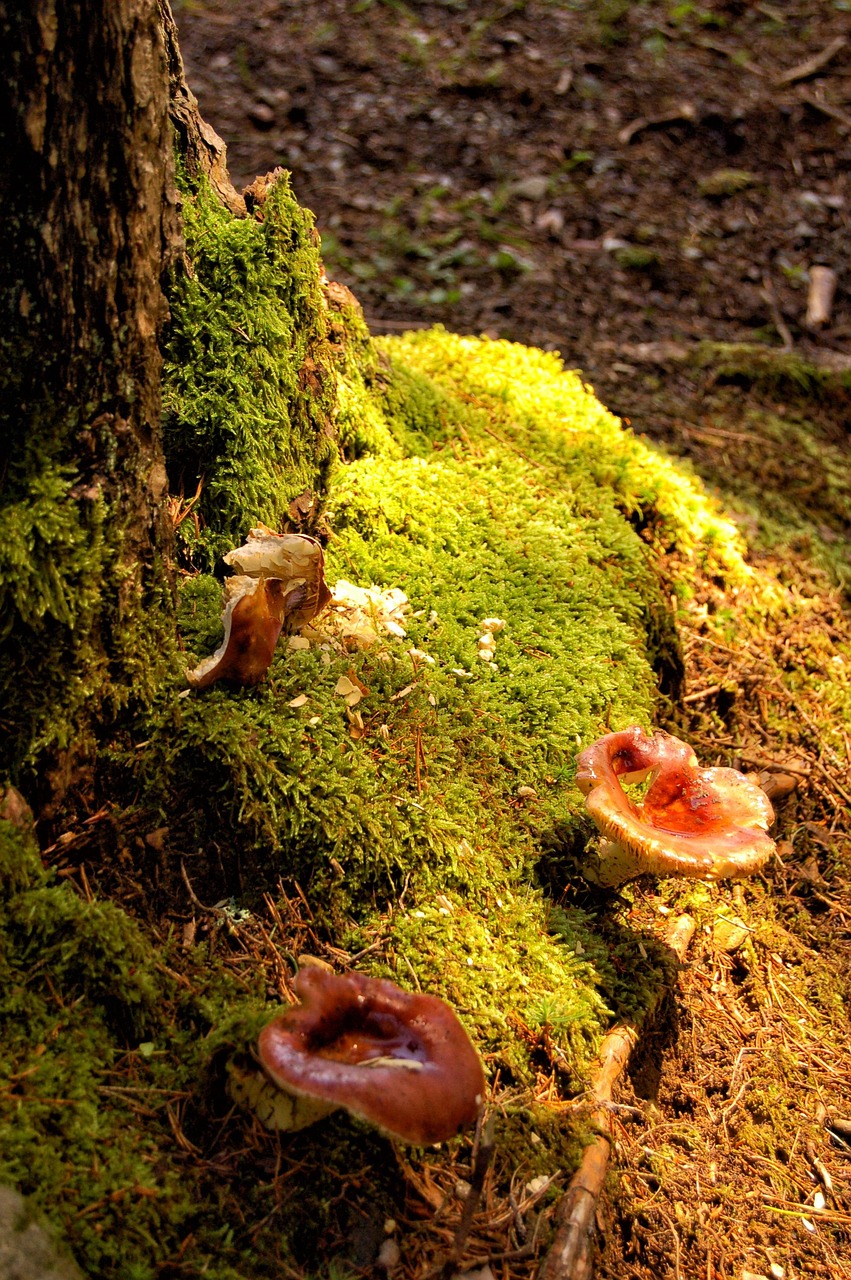Champiñones Bosque Suelo Del - Foto gratis en Pixabay - Pixabay