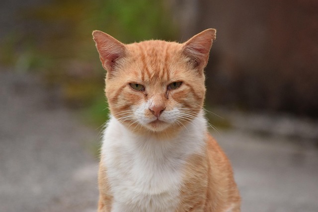 Chat Jaune Les Yeux - Photo gratuite sur Pixabay - Pixabay