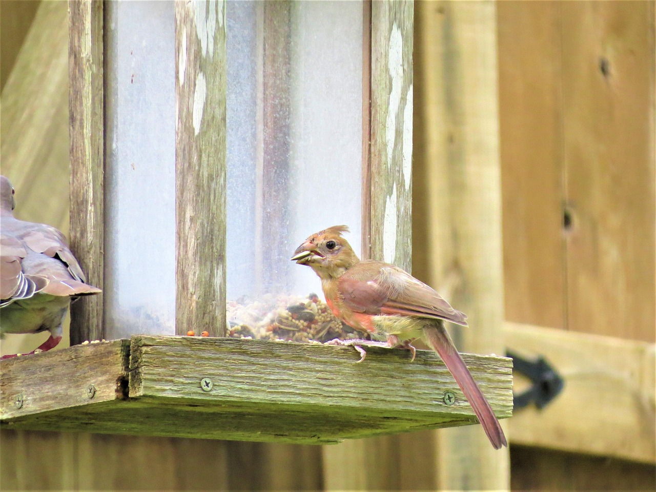 Pájaro Joven Vistoso Fauna - Foto gratis en Pixabay - Pixabay