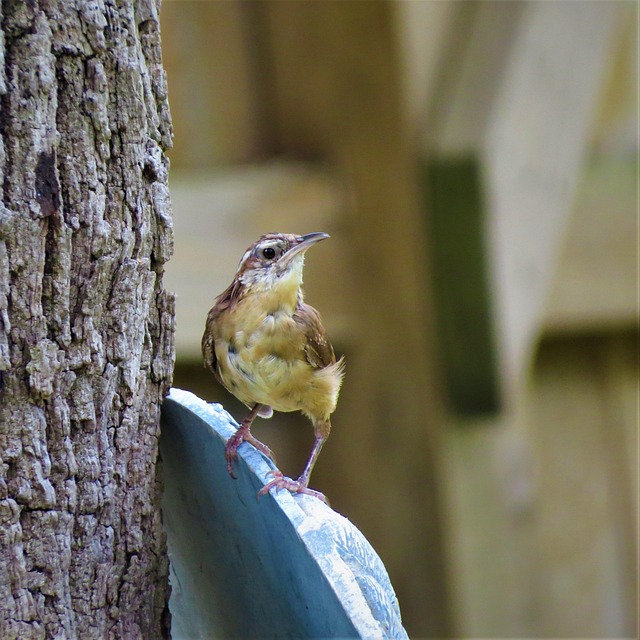 Bird Small Close Up - Free photo on Pixabay