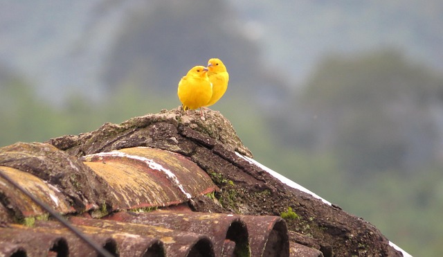 30,000+ Free Canary Bird & Nature Images - Pixabay