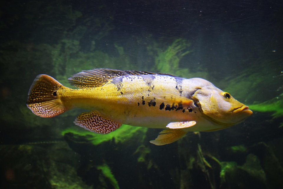 Ryba Morze Akwarium - Darmowe zdjęcie na Pixabay