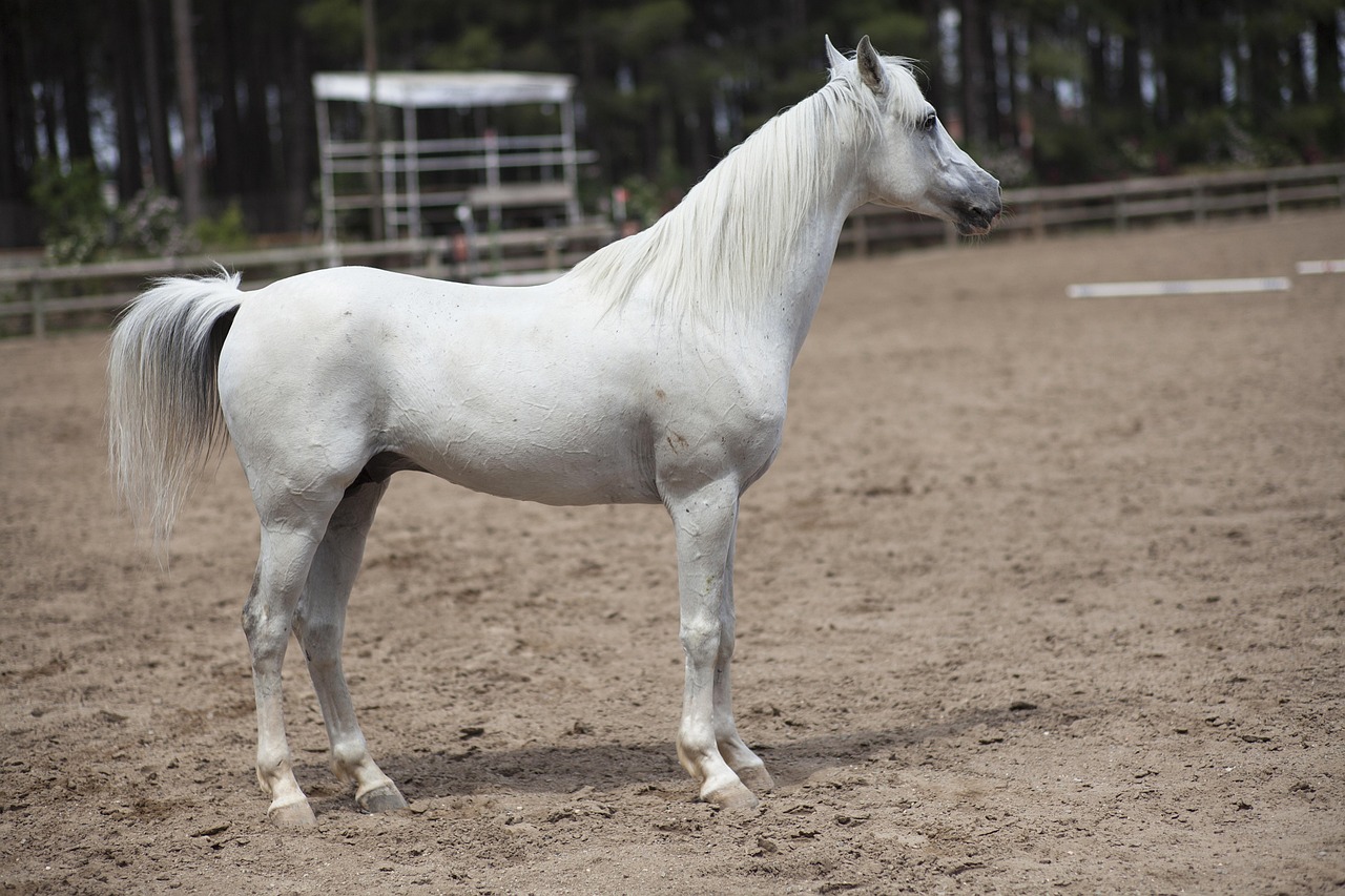 100,000+ Free White-Horse & Horse Photos - Pixabay