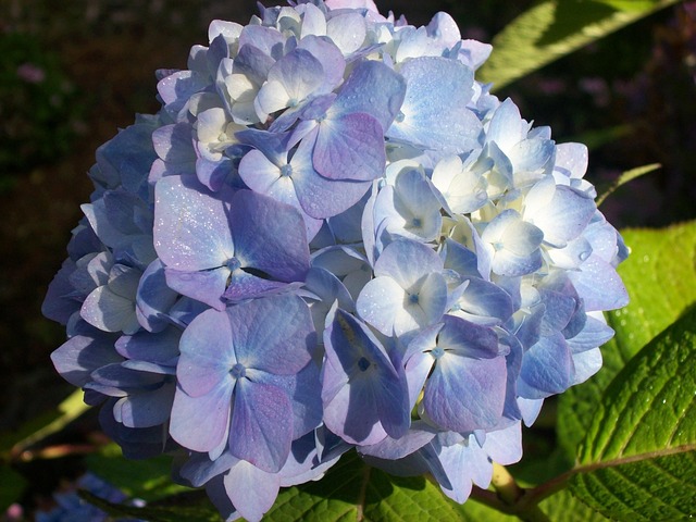 Hydrangea Bunga Biru - Foto gratis di Pixabay - Pixabay