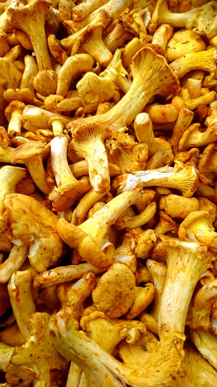 Plus de 100 images de Girolles et de Champignons - Pixabay