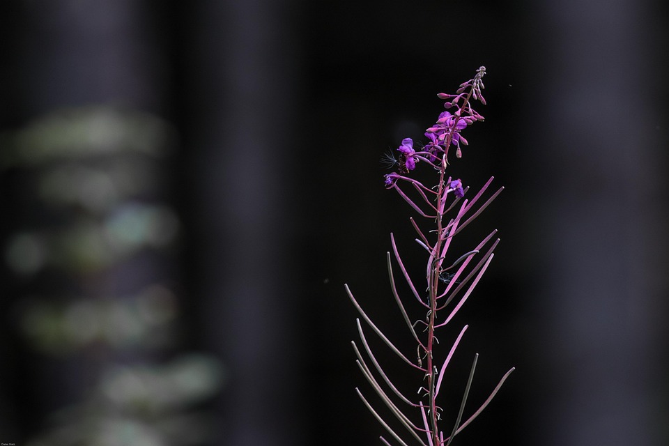 Wildflower Pointed Flower Alpine - Free photo on Pixabay - Pixabay