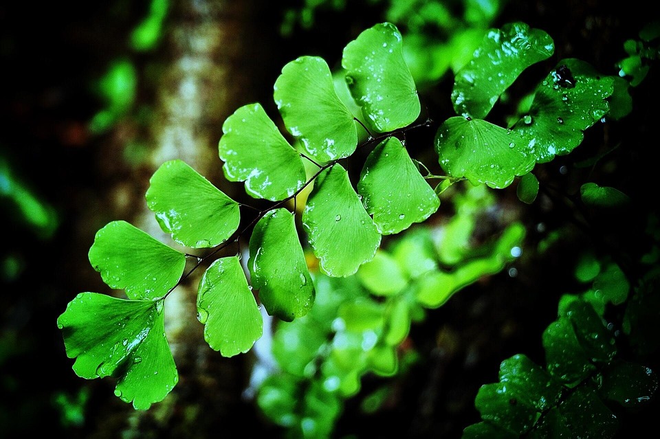 Nature Greenery Shade - Free photo on Pixabay