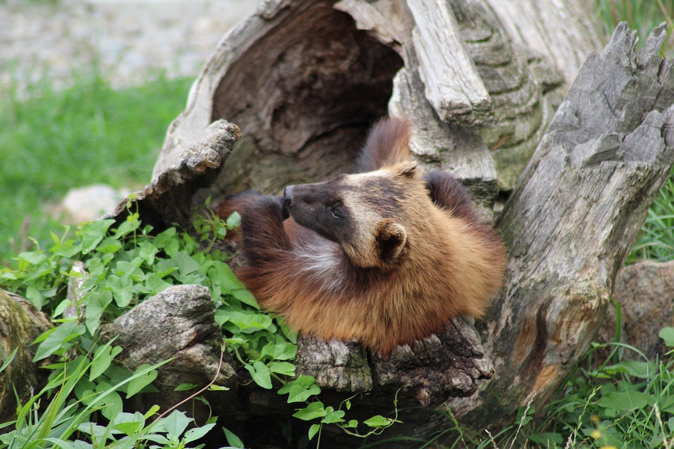 Wolverines Zoo Deep Animal - Free photo on Pixabay - Pixabay