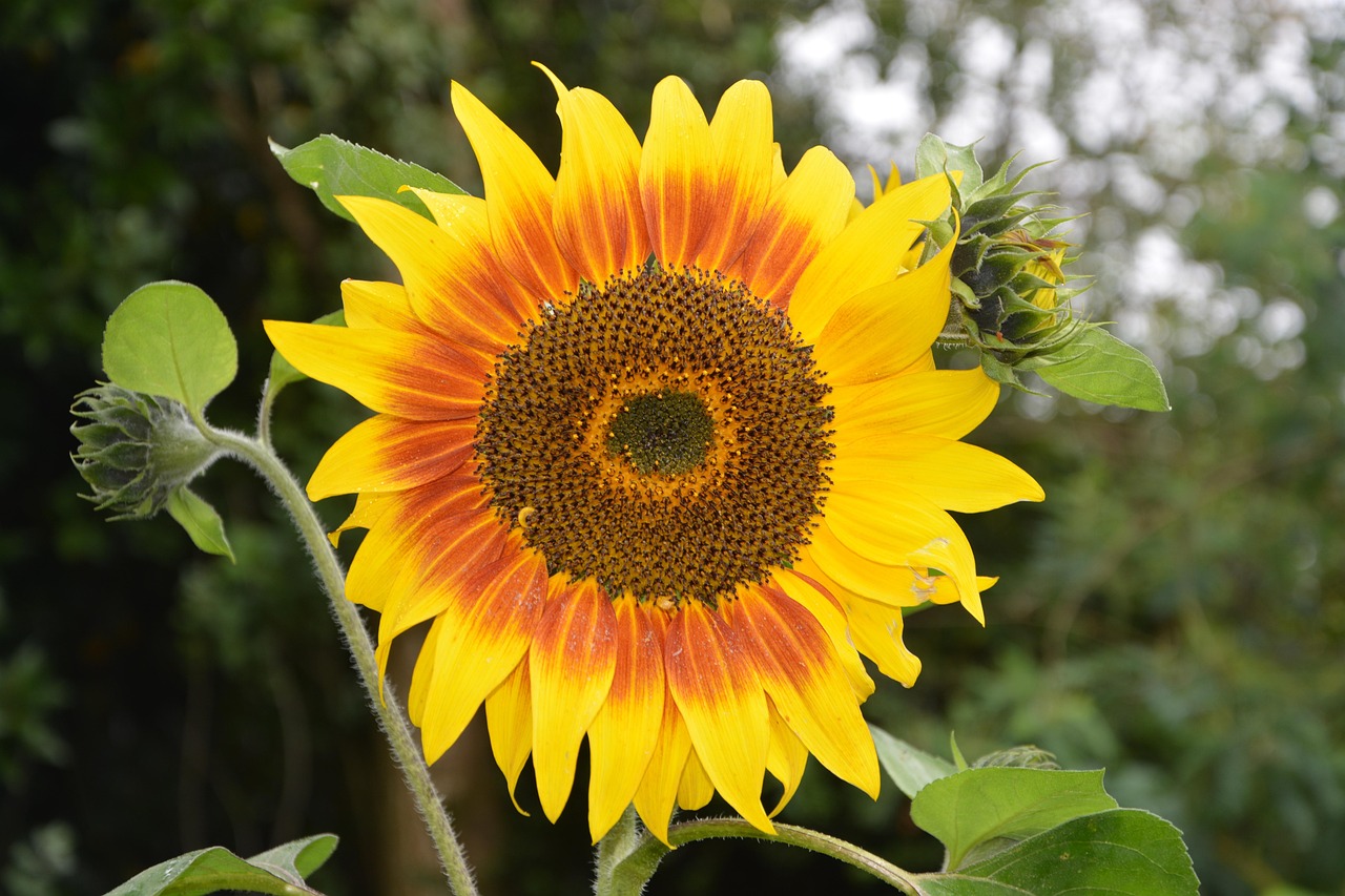 Sunflower Bunga Matahari Kuning - Foto gratis di Pixabay - Pixabay