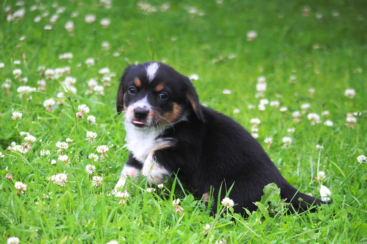 Puppy Doggy Grass - Free photo on Pixabay - Pixabay