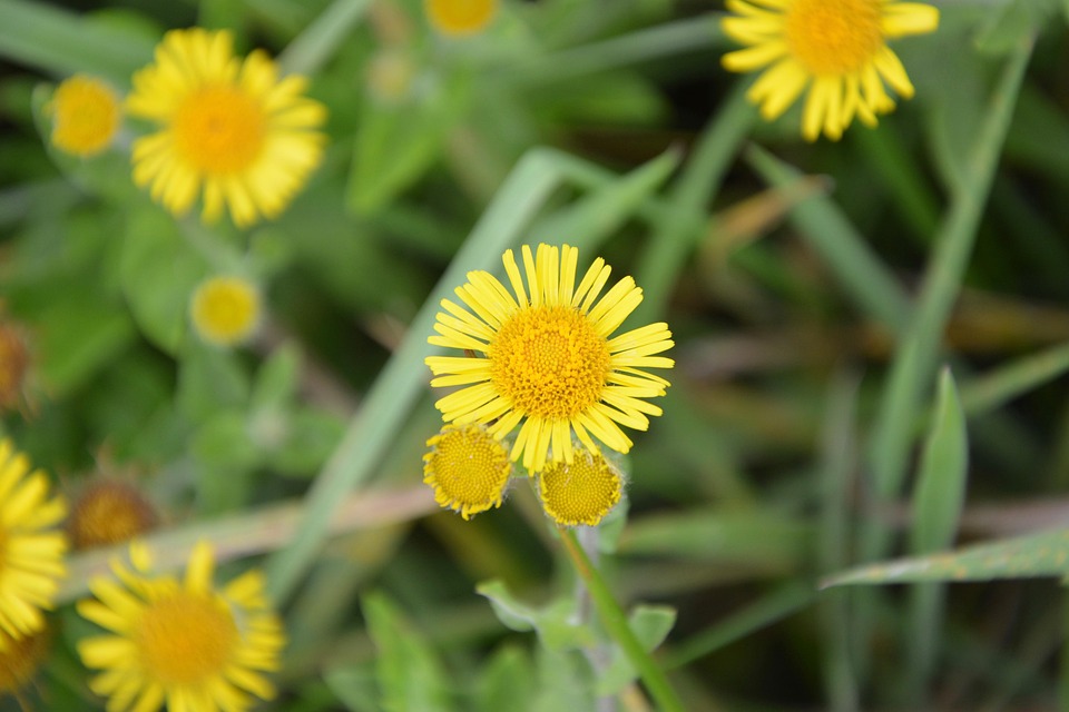 41+ Gambar Bunga Daisy Kuning yang Lagi Ngetrend - Informasi Seputar ...