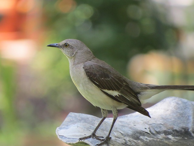 Mockingbird Bird Songbird - Free photo on Pixabay