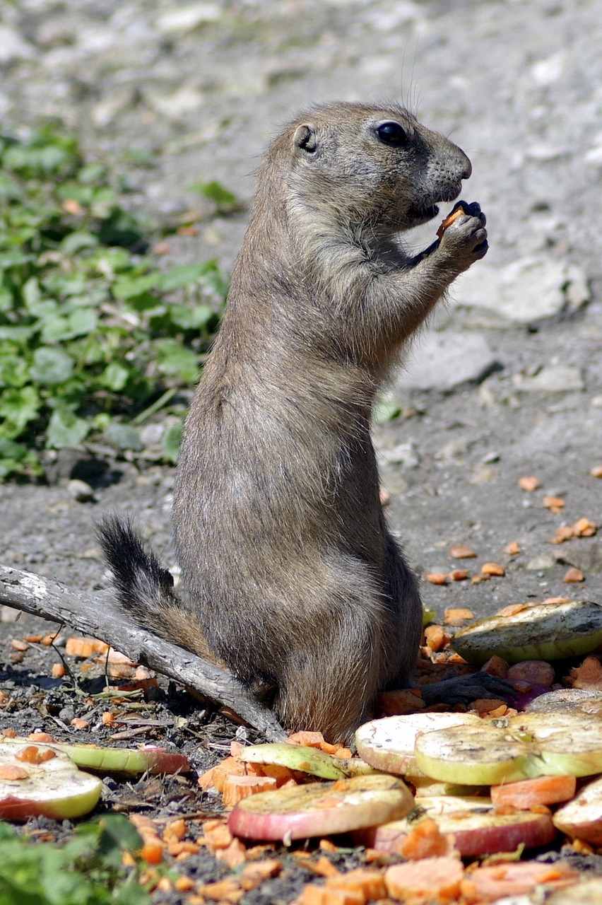 Prairie Dog A Marmot Rodent - Free photo on Pixabay - Pixabay