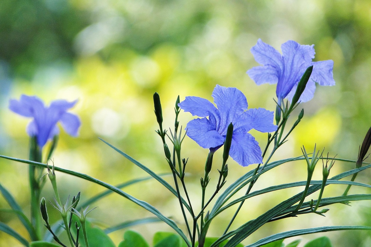 Flower Cui Lu Li Ruellia Coerulea - Free photo on Pixabay - Pixabay