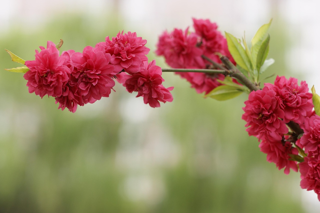 Not Unknown Flower - Free photo on Pixabay - Pixabay