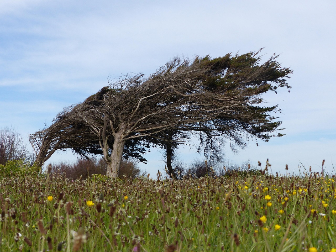 Arbre Vent Penché - Photo gratuite sur Pixabay - Pixabay
