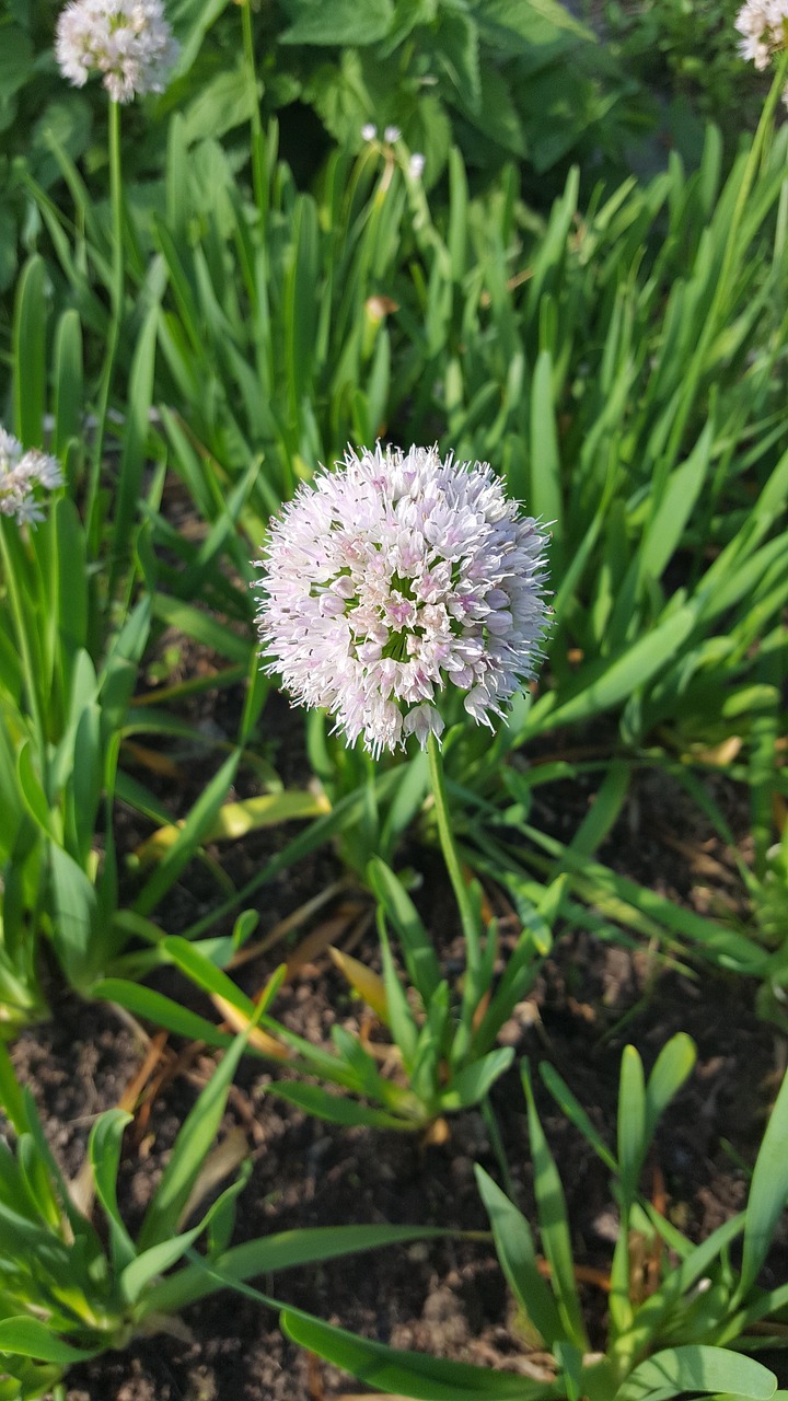 La Floraison Des Oignons - Photo gratuite sur Pixabay - Pixabay