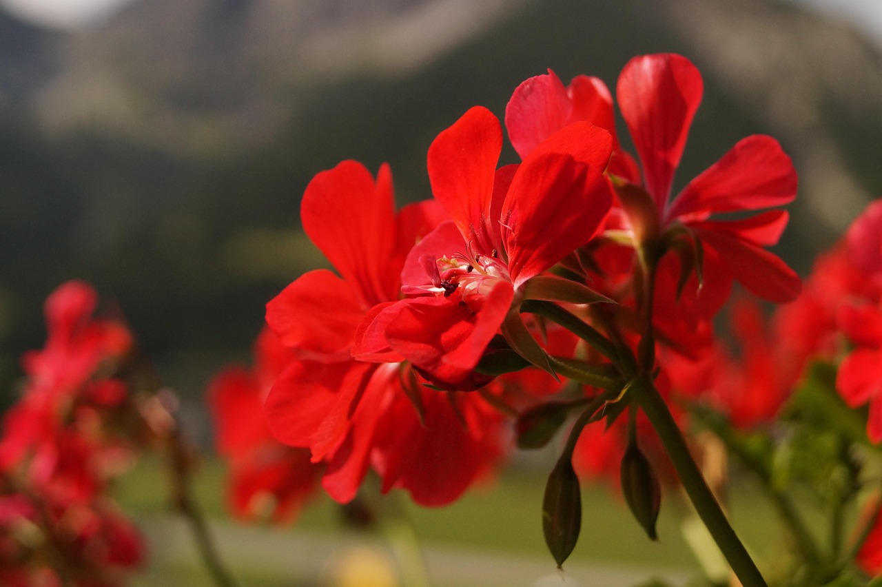 Géraniums Géranium Fleur - Photo gratuite sur Pixabay - Pixabay