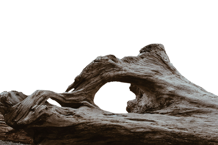 200+ Free Verrot Hout & Rotten Images - Pixabay
