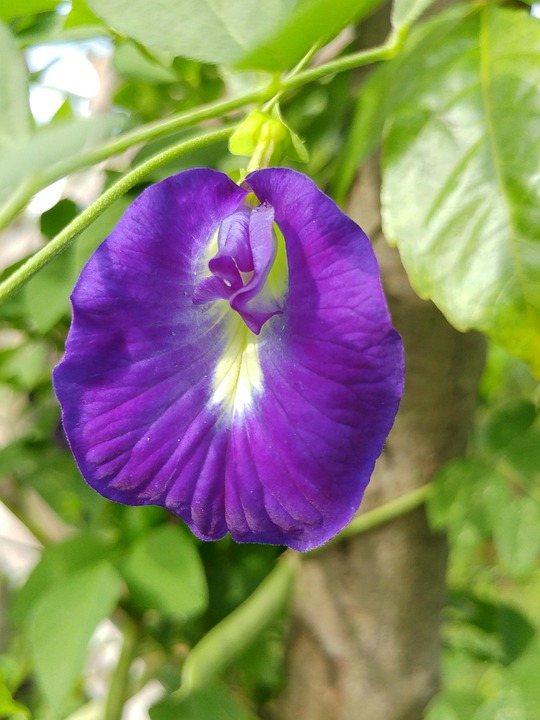 Violet Fleur Plantes - Photo gratuite sur Pixabay - Pixabay