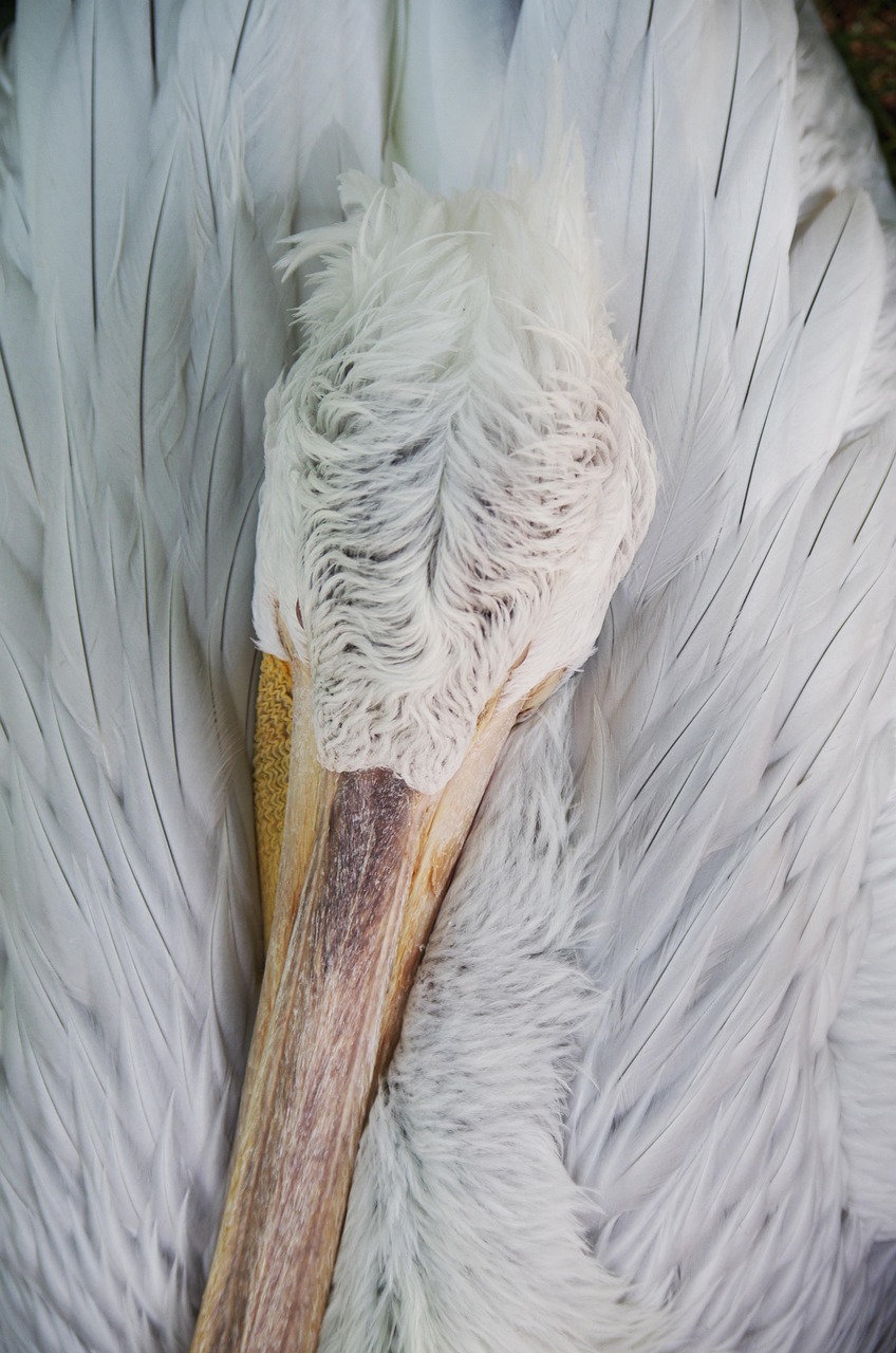 Pelican Back White - Free photo on Pixabay - Pixabay