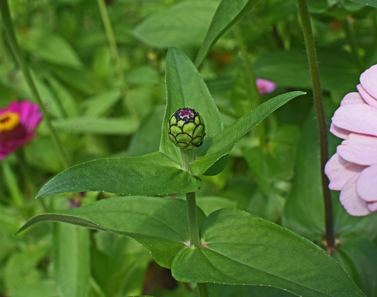 Rose Bud Zinnia Bourgeon Fleur - Photo gratuite sur Pixabay - Pixabay