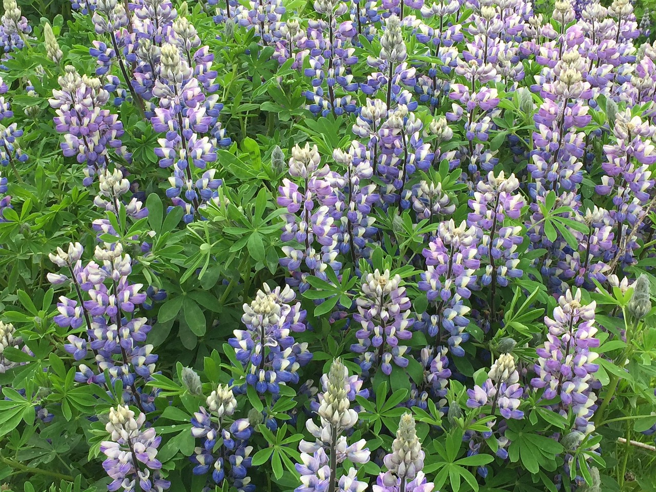 Lupine Feld - Kostenloses Foto auf Pixabay - Pixabay