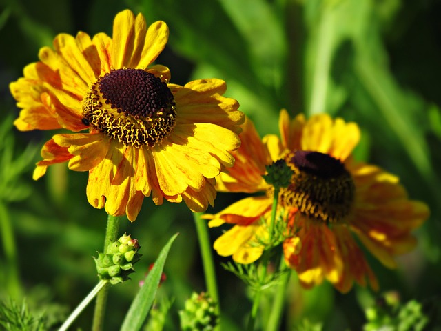Bunga Bunga-Bunga Kuning Musim - Foto gratis di Pixabay - Pixabay